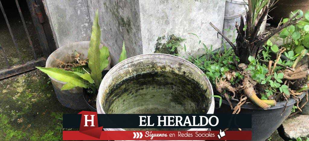 El Heraldo de Xalapa - Llaman a población a prevenir reproducción de mosco