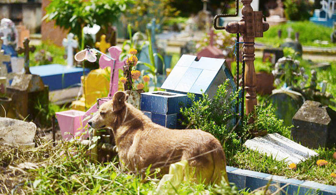El Heraldo de Xalapa - Priva desorden de cuerpos inhumados en fosas de ...